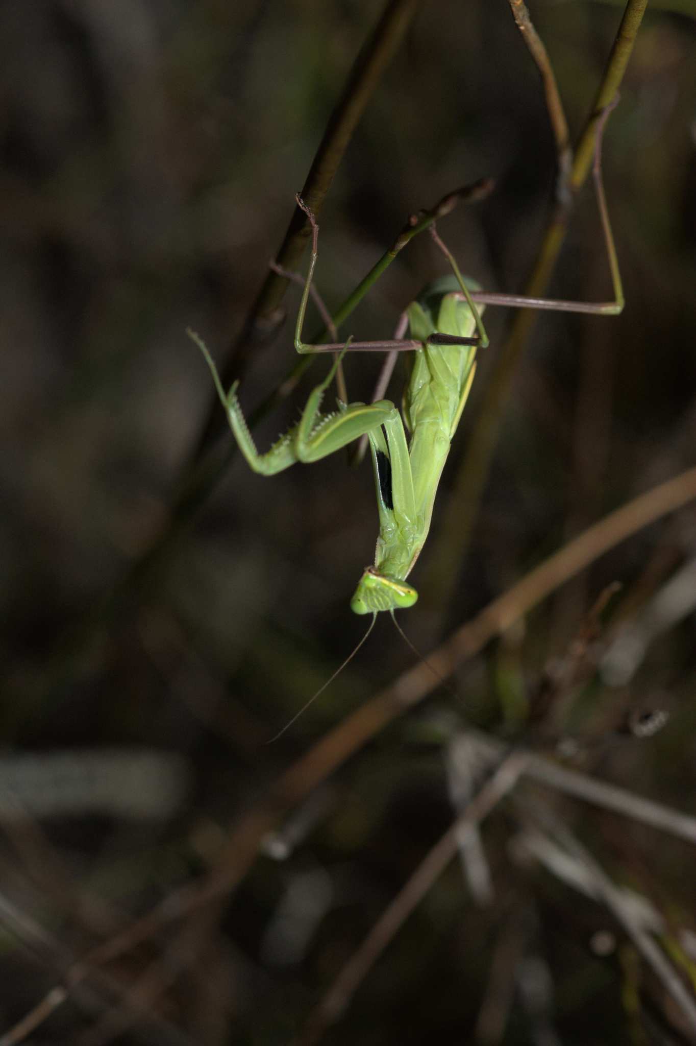 Paramantis sacra Thunberg, 1815