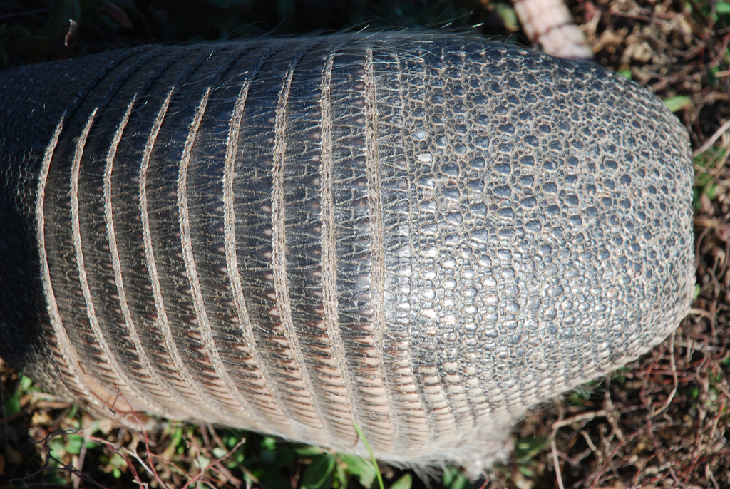 Nine-banded Armadillo (Dasypus novemcinctus) - Know Your Mammals