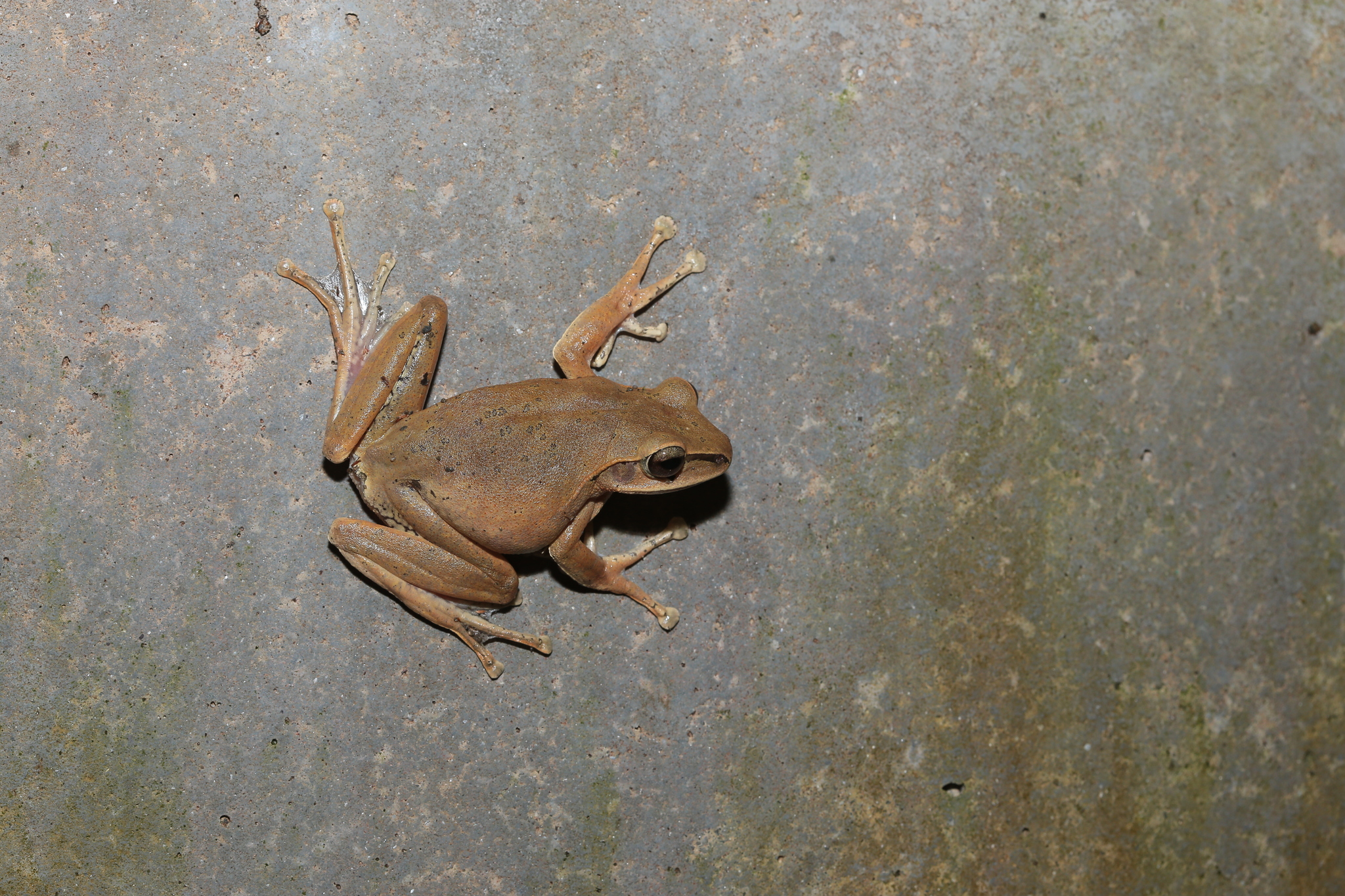 Polypedates braueri (Vogt, 1911)