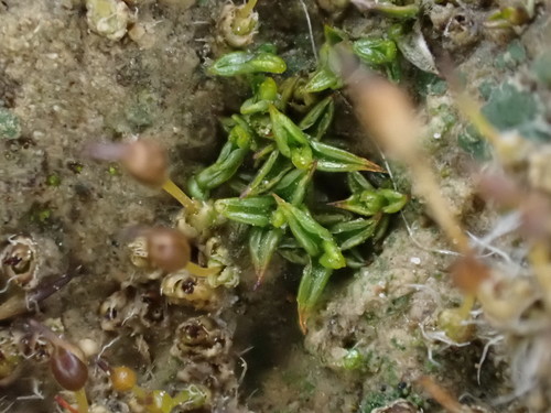 Aloina obliquifolia · iNaturalist