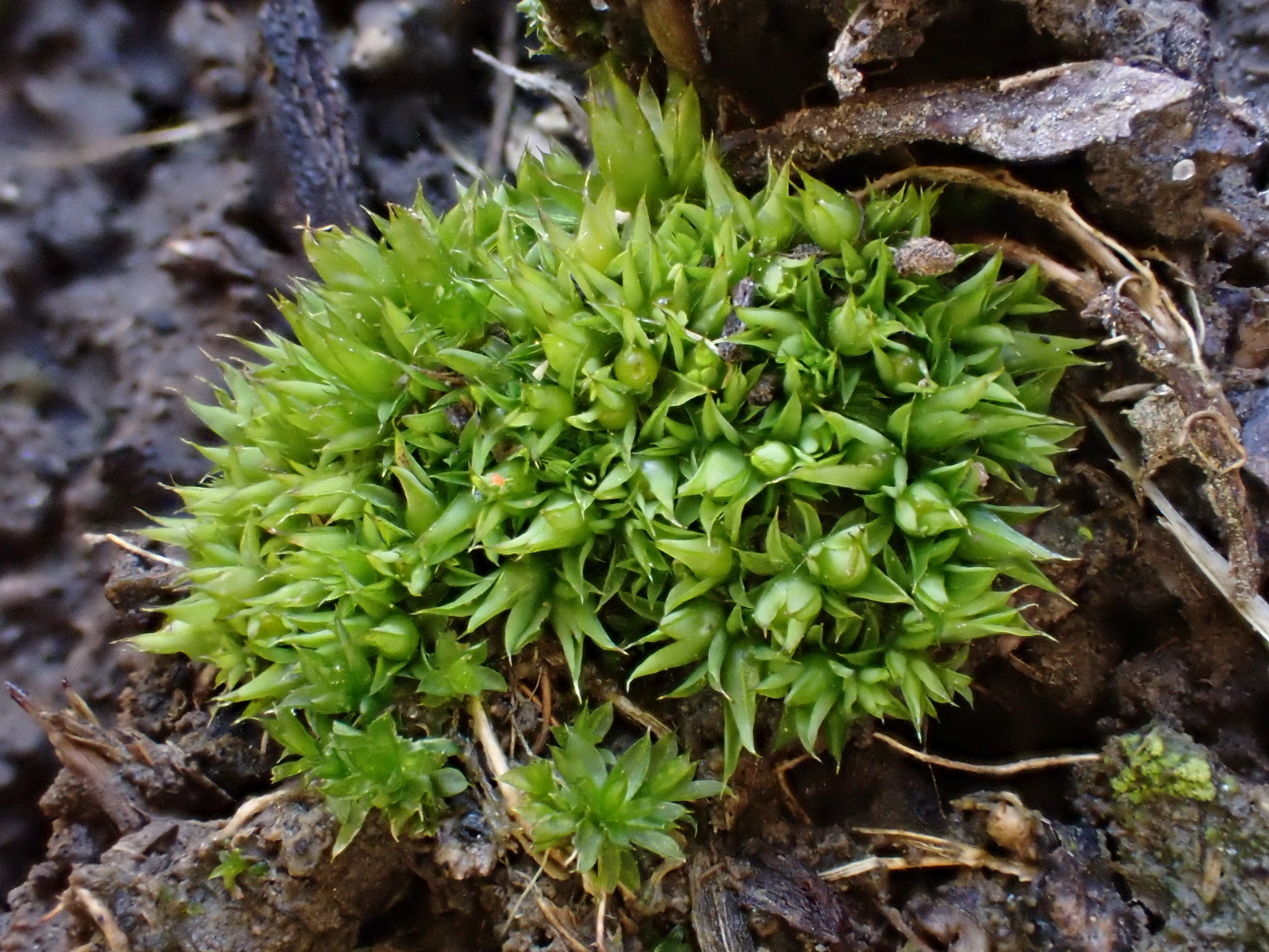 Tortula acaulon var. pilifera (Schreb. ex Hedw.) R.H.Zander