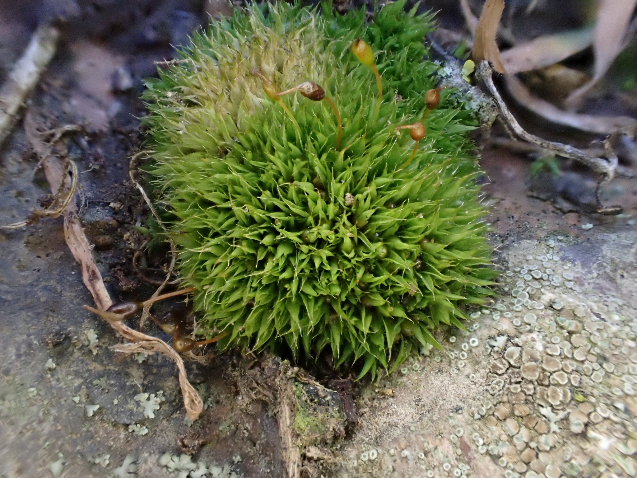 Tortula acaulon var. pilifera (Schreb. ex Hedw.) R.H.Zander