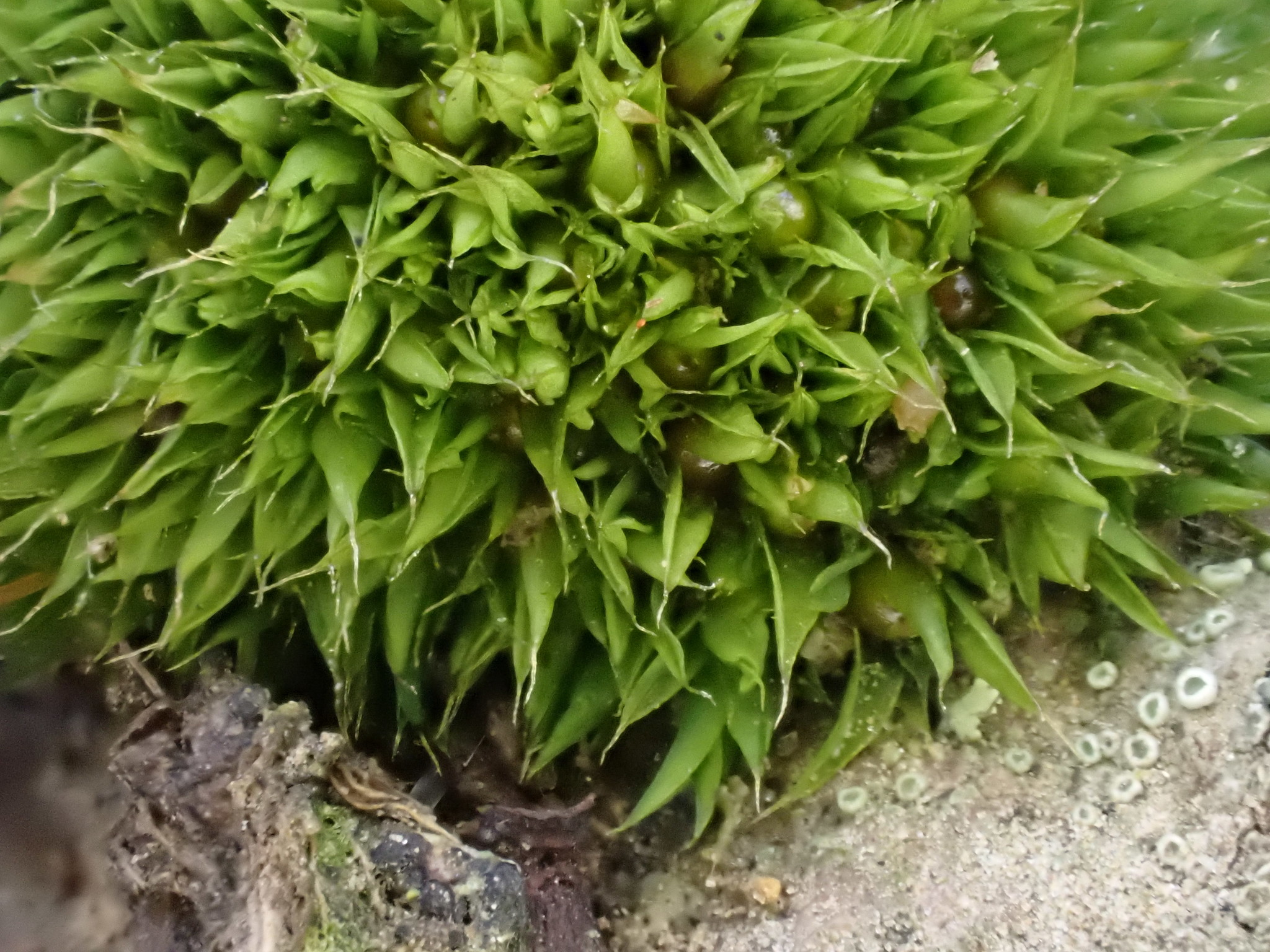 Tortula acaulon var. pilifera (Schreb. ex Hedw.) R.H.Zander