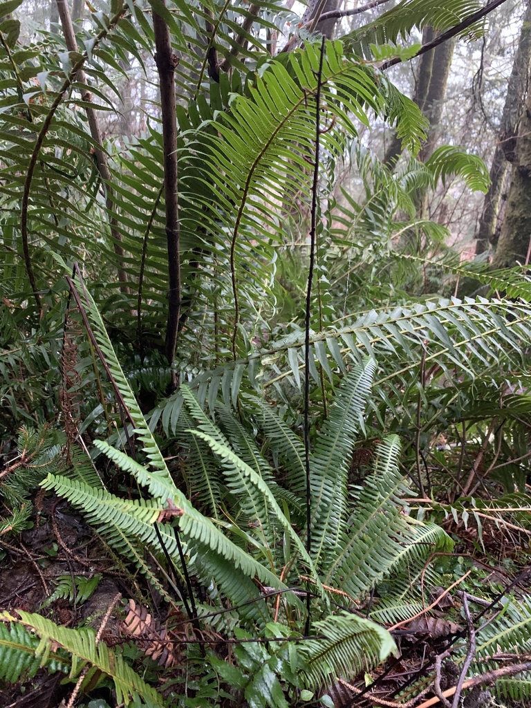 deer fern from Cape Lookout State Park, Cloverdale, OR, US on January ...