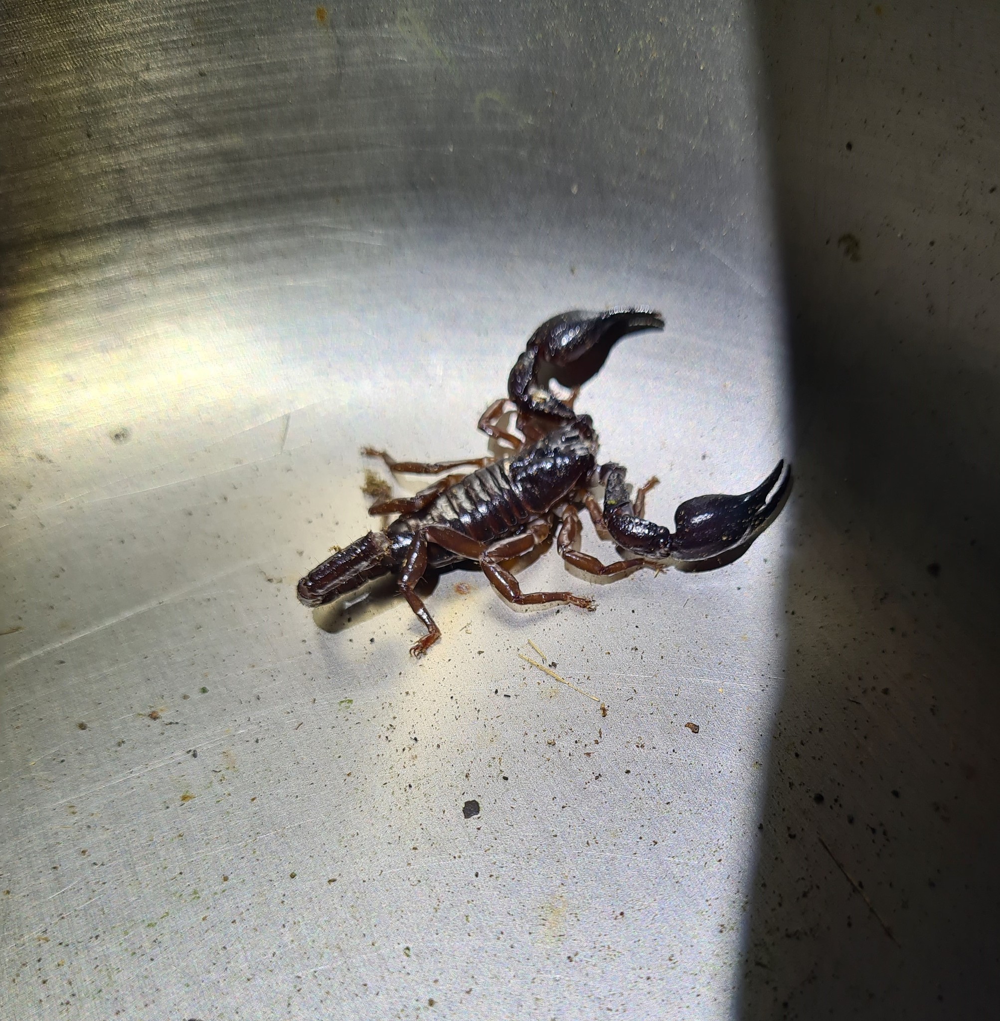 Teuthraustes Simon, 1878