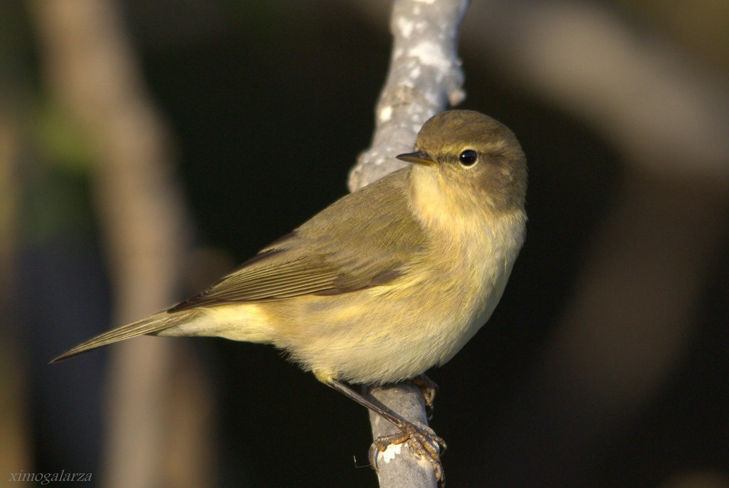 Common Chiffchaff (Hampstead Heath Scavenger Hunt) · iNaturalist