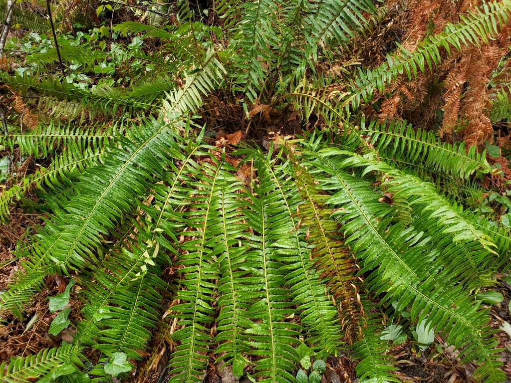 western sword fern from Seattle, WA 98110, USA on February 10, 2022 at ...