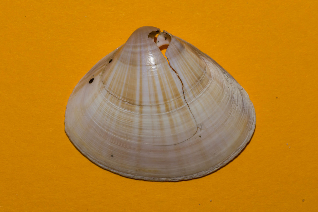 Rayed Trough Shell from Città Metropolitana di Venezia, Italia on ...