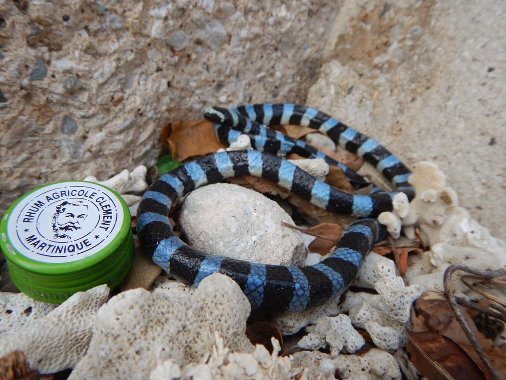 Blue-lipped Sea Krait (Laticauda laticaudata) - Snakes and Lizards