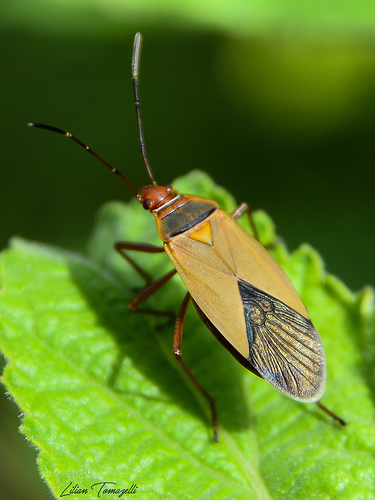 Dysdercus ruficollis · iNaturalist