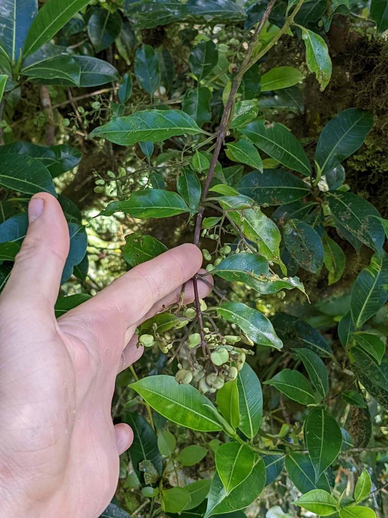 Chiococca from Abangares, Guanacaste, Costa Rica on January 05, 2022 at ...