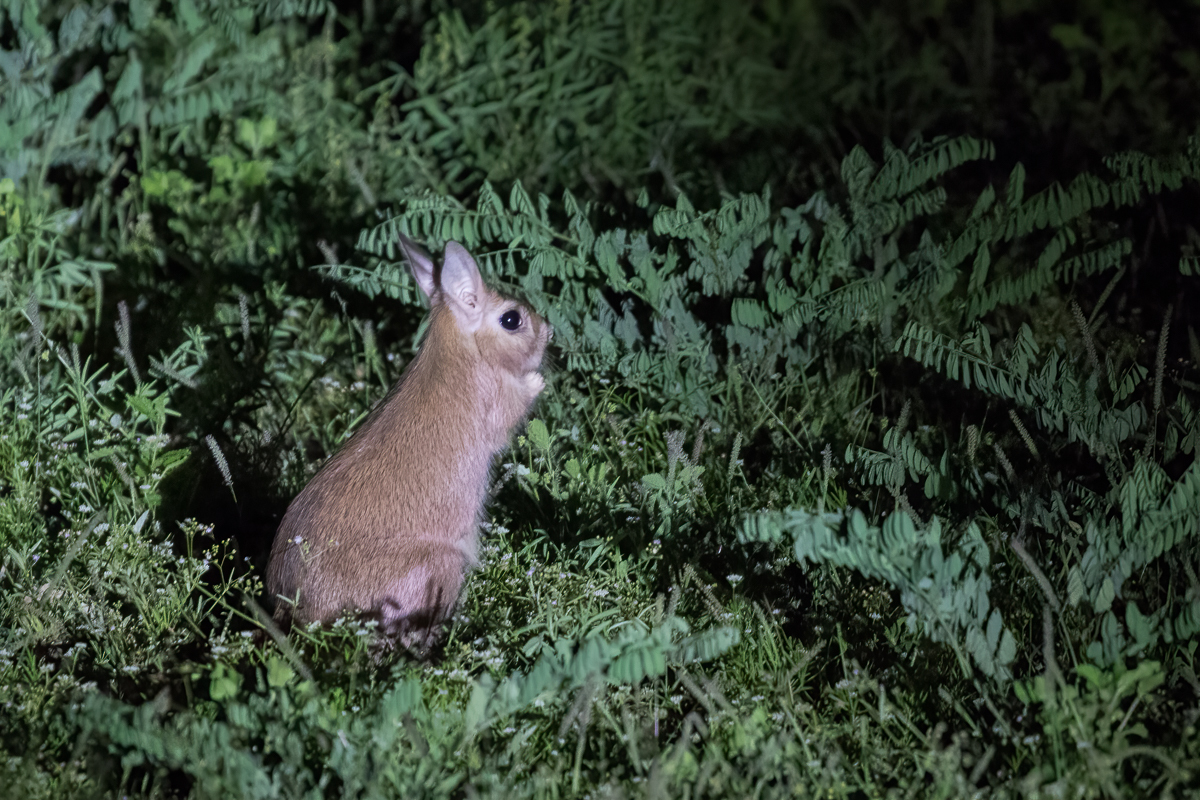 Pedetes Illiger, 1811