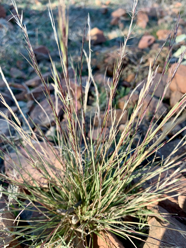 sixweeks three-awn (CNLM San Diego Plants) · iNaturalist