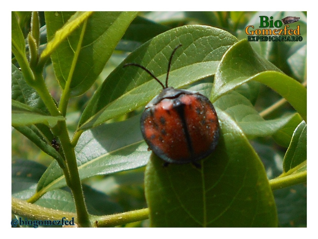 Discomorpha depilata from UPEL-IPMAR, Maracay Argua Venezuela on May 11 ...