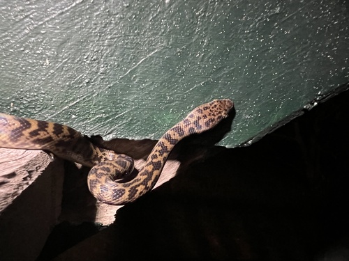 Spotted Python (Antaresia maculosa) - Snakes and Lizards
