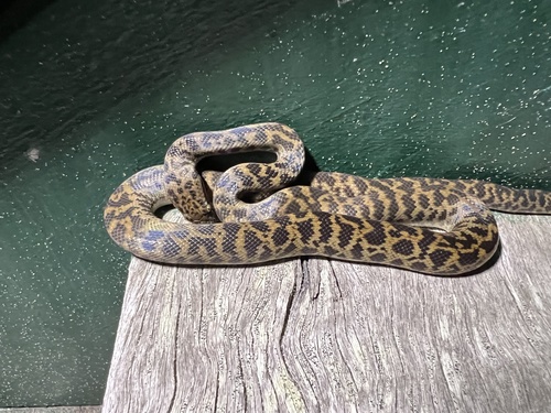 Spotted Python (Antaresia maculosa) - Snakes and Lizards