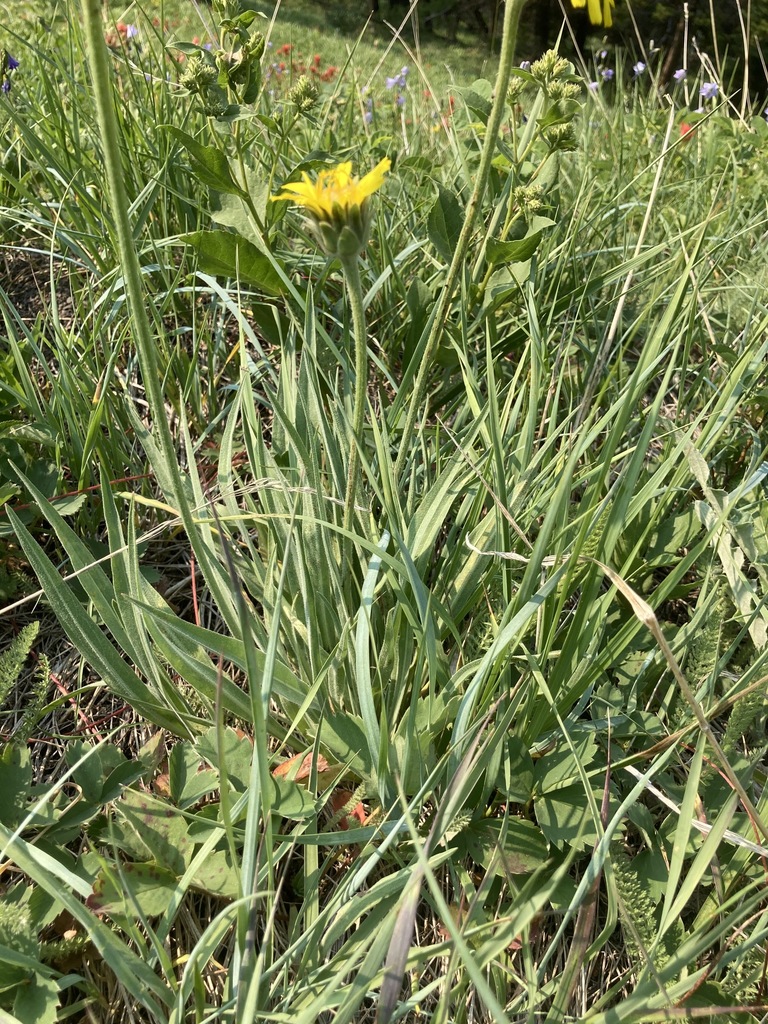 Pale agoseris from Kananaskis, AB T0L, Canada on July 25, 2021 at 10:47 ...