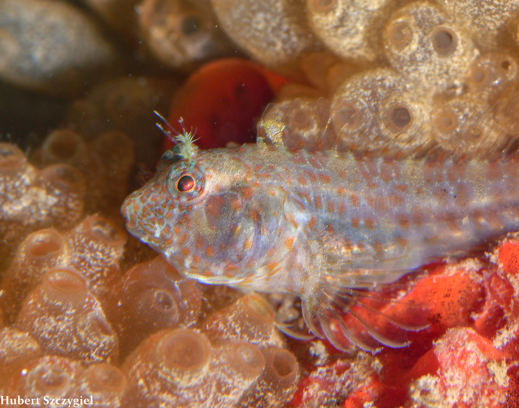 False Oyster Blenny (Hypleurochilus pseudoaequipinnis) - Marine Life ...