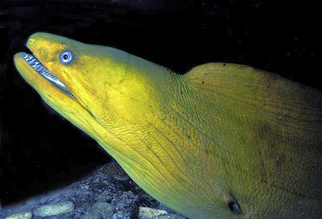 Green Moray (North Carolina Aquarium at Fort Fisher) · iNaturalist