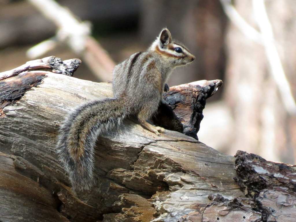 Cliff Chipmunk (Neotamias dorsalis) - Know Your Mammals