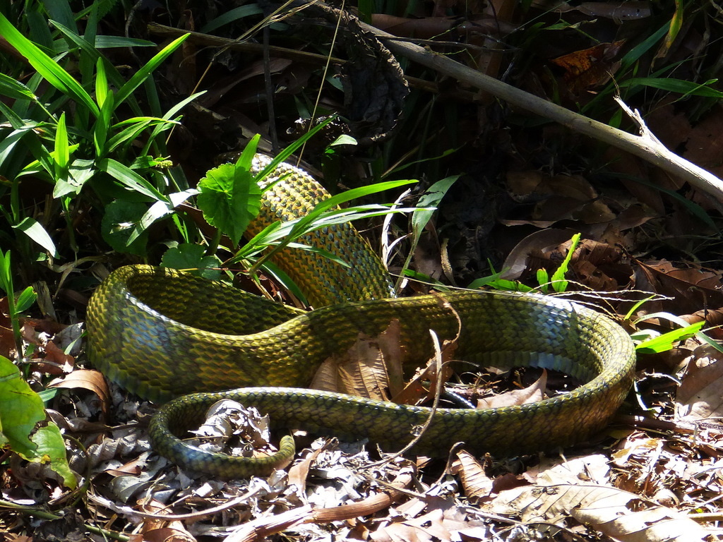 Amazon Puffing Snake from Morona, Ecuador on February 10, 2022 at 02:39 ...