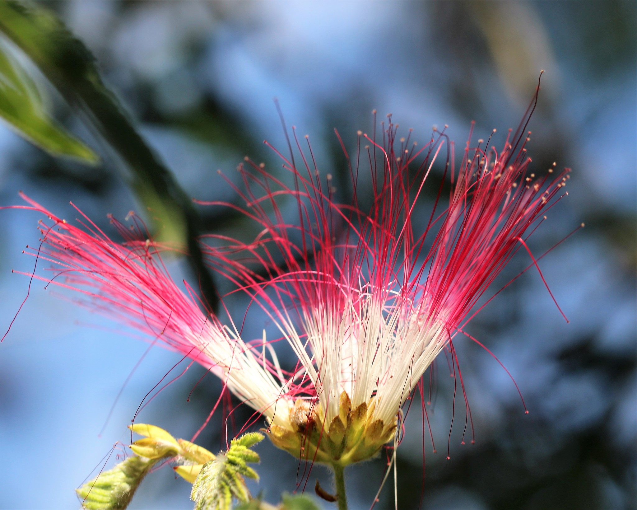 Calliandra parvifolia (Hook. & Arn.) Speg.