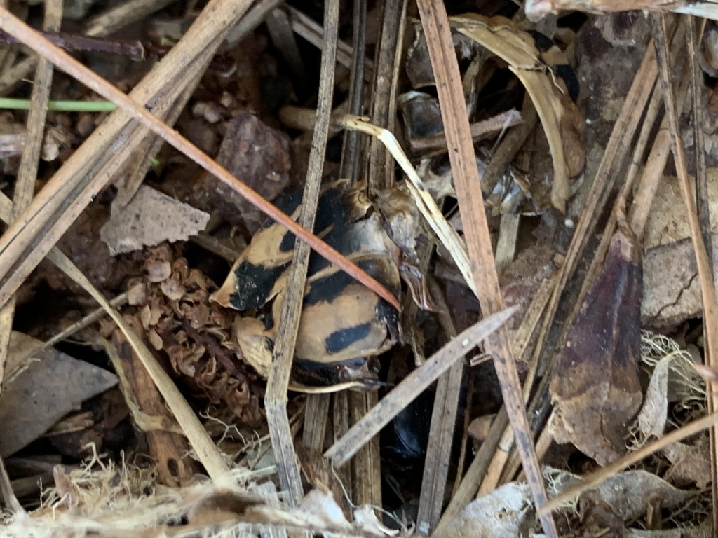 Winged and Once-winged Insects from The University of Alabama in ...