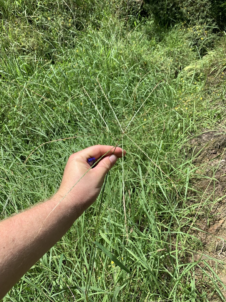 Tropical Finger-grass from Wellsford, New Zealand on February 9, 2022 ...