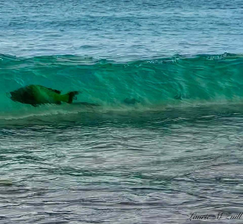 Rainbow Parrotfish in January 2022 by Bermuda Public Records. Native ...