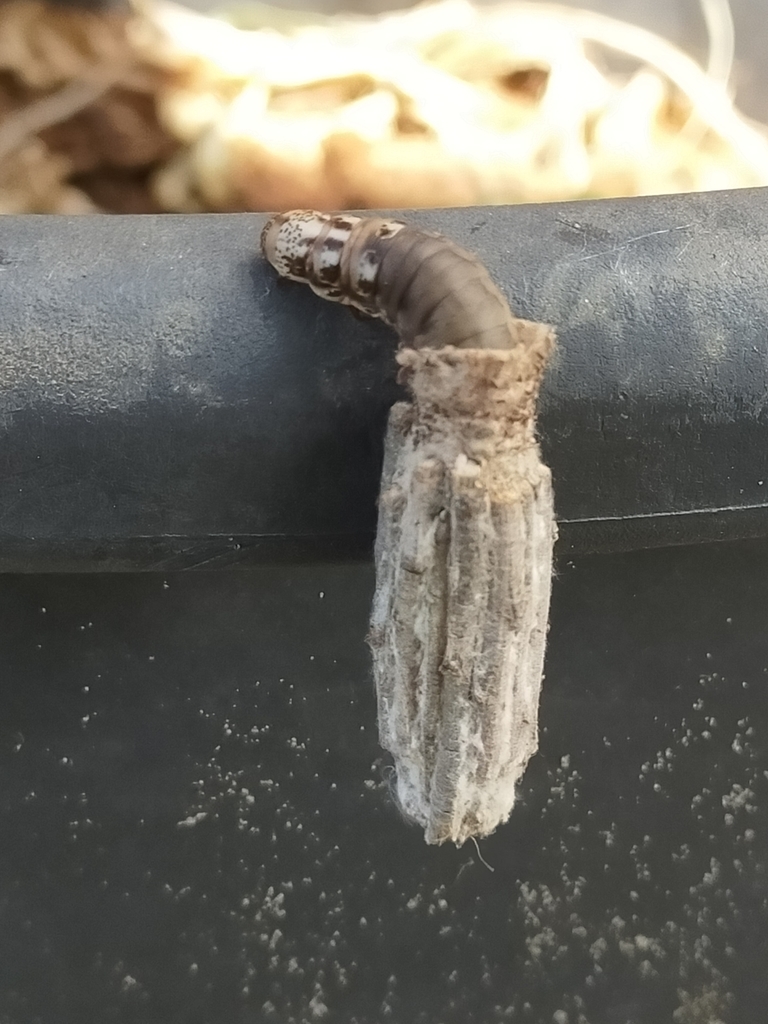 Case Moths from Duke St at Micalo St, Iluka NSW 2466, Australia on ...