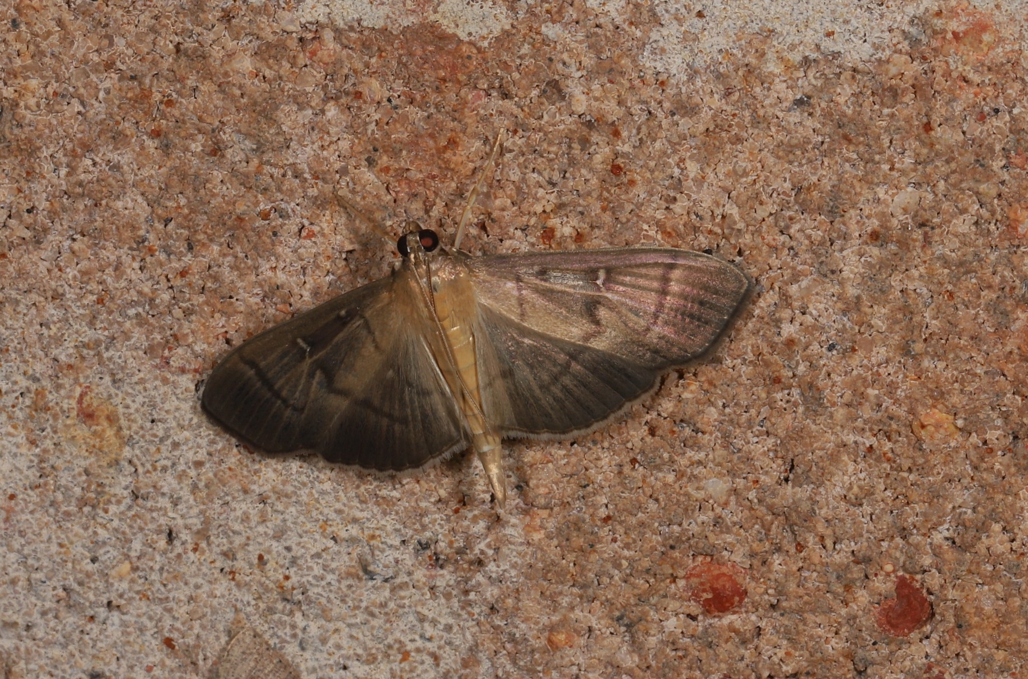 Pramadea Moore, 1888