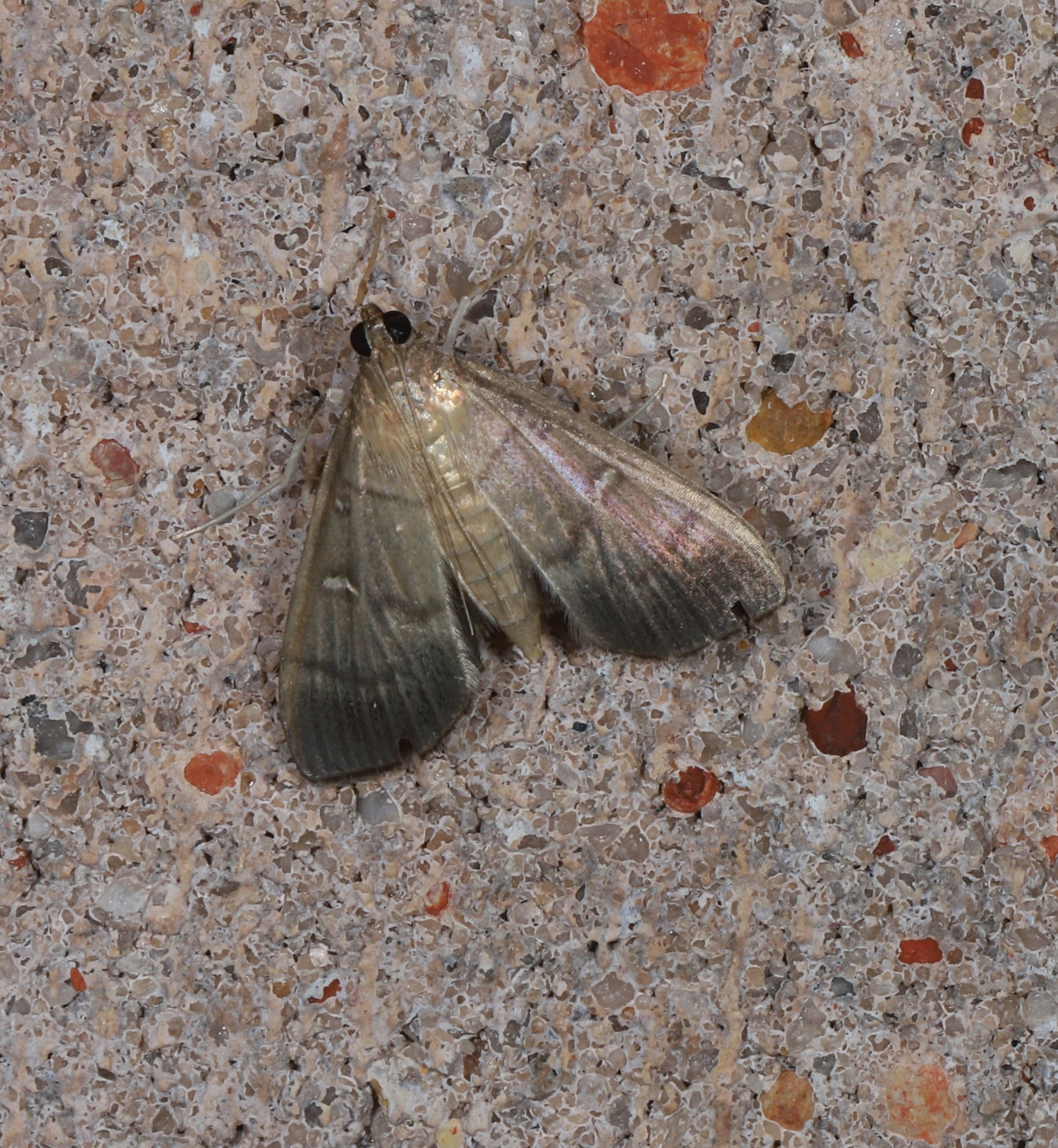 Pramadea Moore, 1888