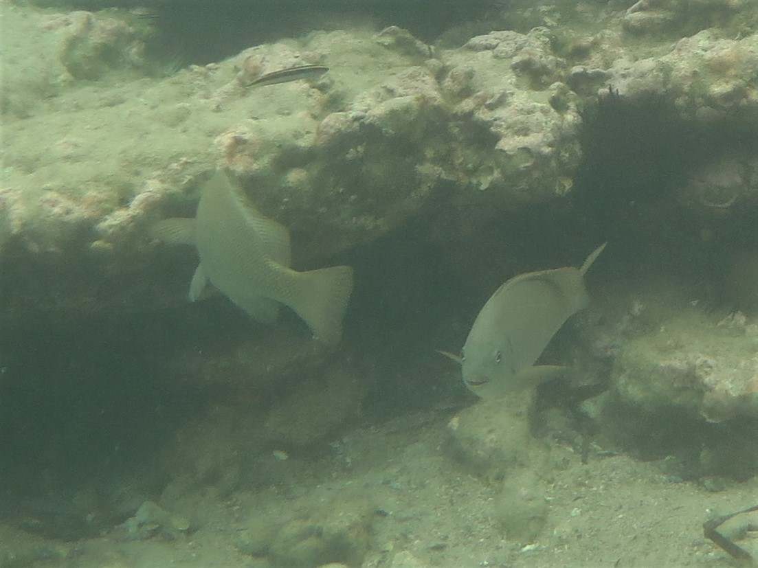 Girella elevata Macleay, 1881