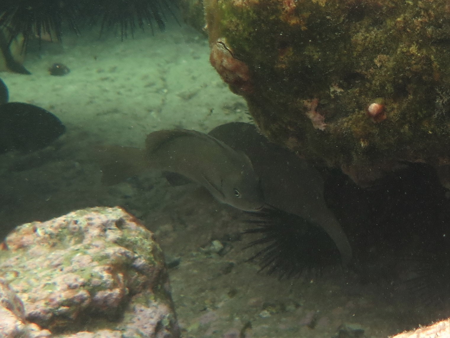 Girella elevata Macleay, 1881