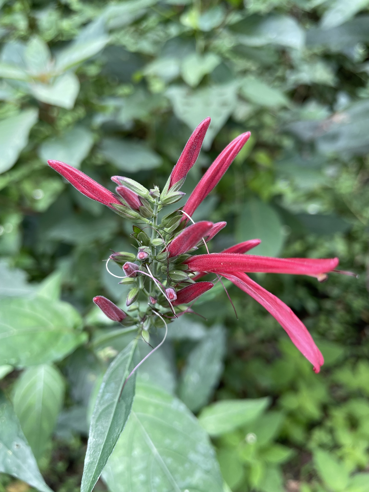 Justicia secunda Vahl