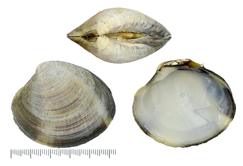 Genus Clementia · iNaturalist