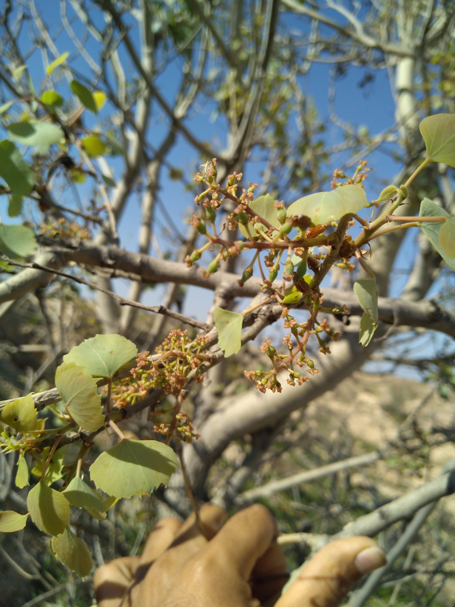 Populus euphratica Olivier