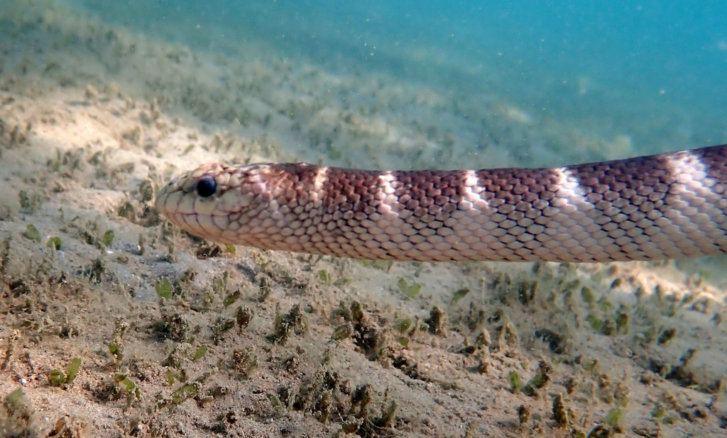 Ornate Reef Sea Snake