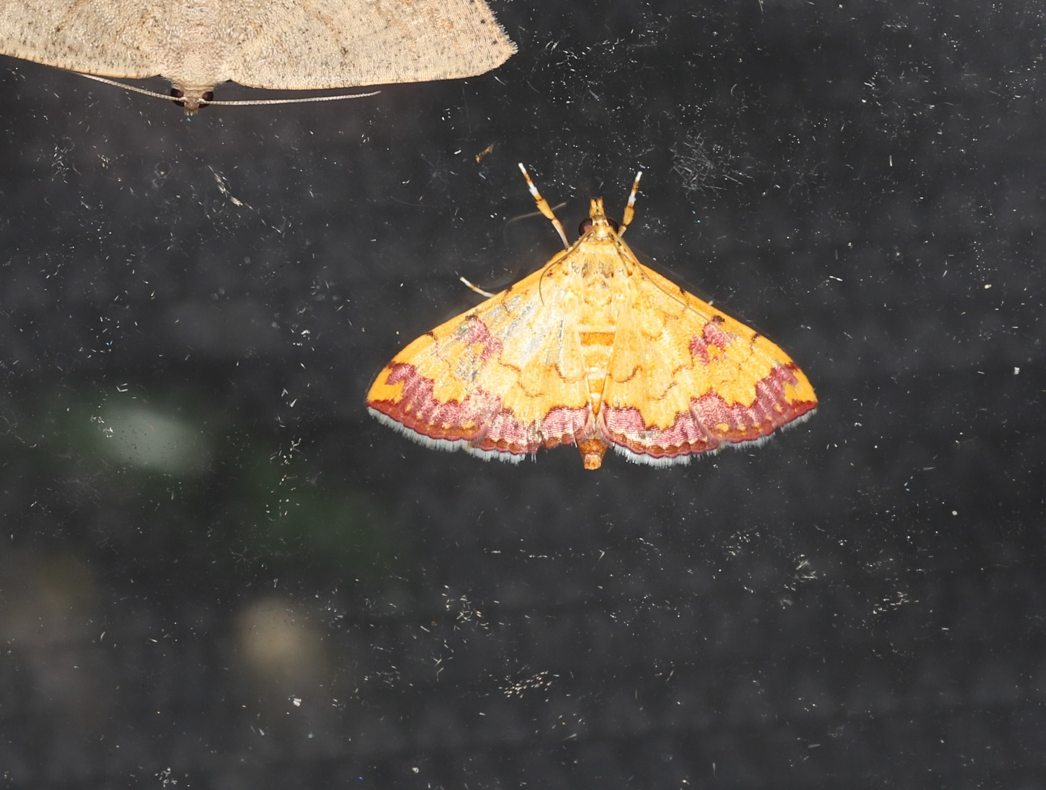 Isocentris filalis Guenée, 1854