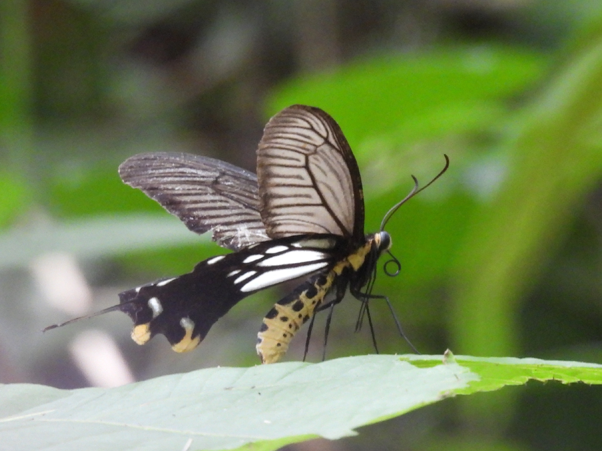 Losaria coon (Fabricius, 1793)