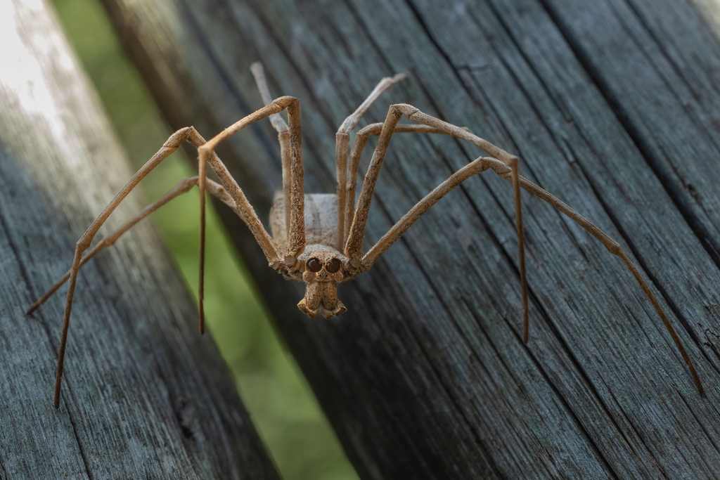 Pantropical Ogre-faced Spiders from Thiyeni Hide, South Africa on ...