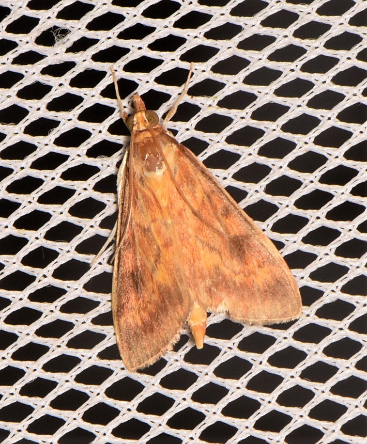 Ostrinia furnacalis (Guenée, 1854)
