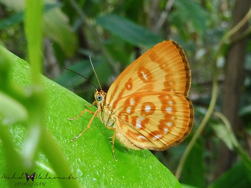 Genus Comella · iNaturalist