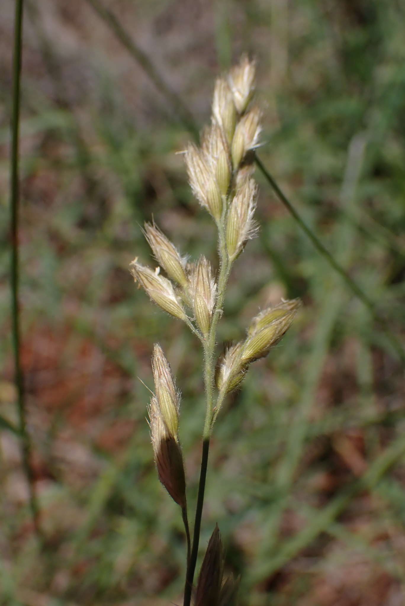 Schmidtia pappophoroides Steud. ex J.A.Schmidt