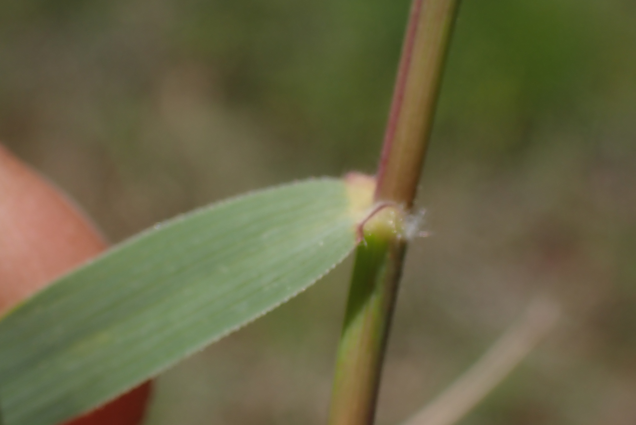 Schmidtia pappophoroides Steud. ex J.A.Schmidt