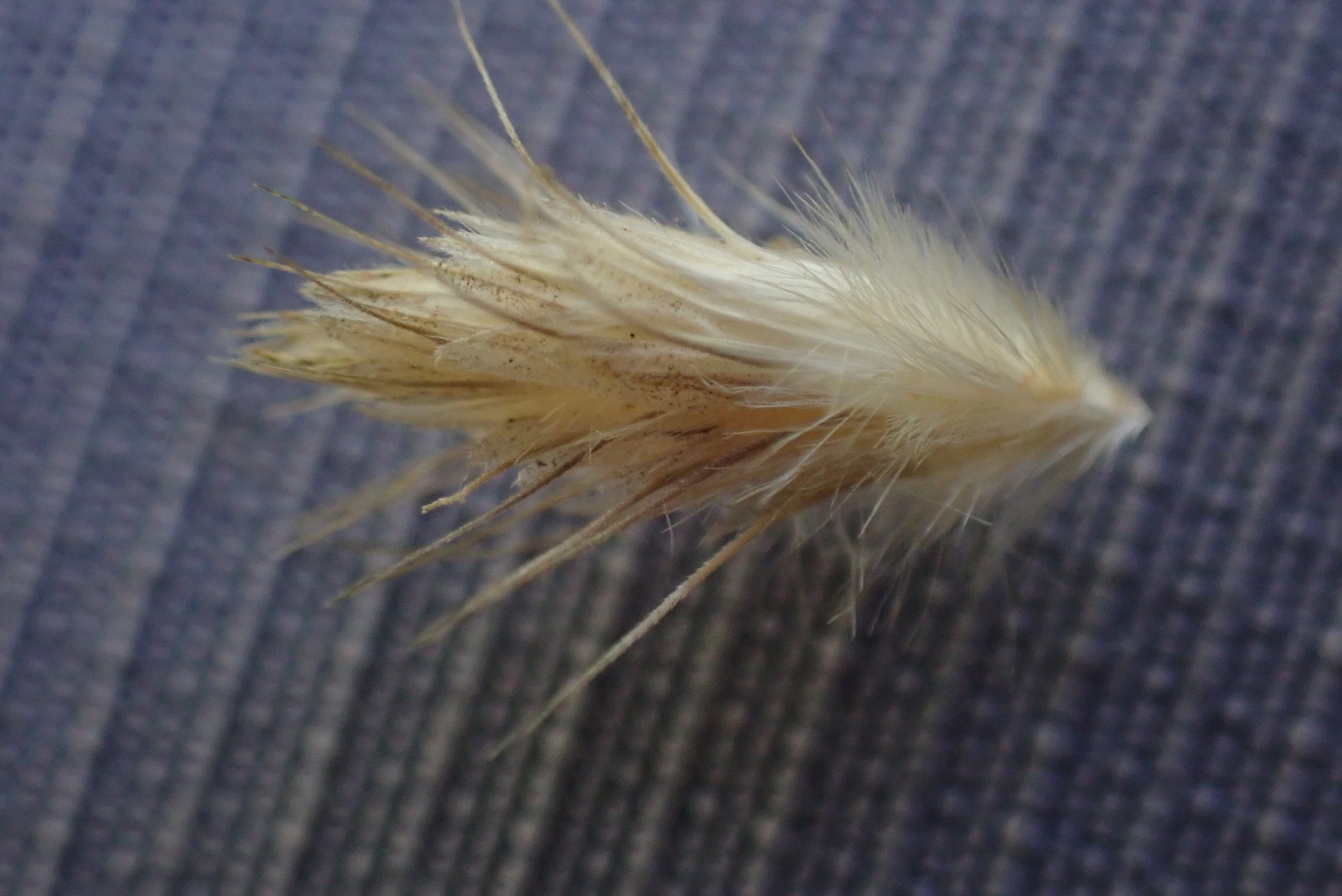 Schmidtia pappophoroides Steud. ex J.A.Schmidt