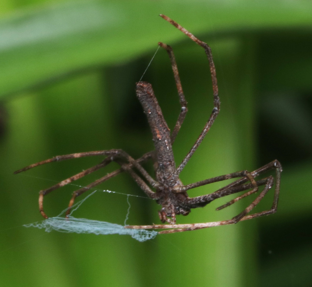 Rufous Net-casting Spider in January 2022 by juliegraham173 · iNaturalist