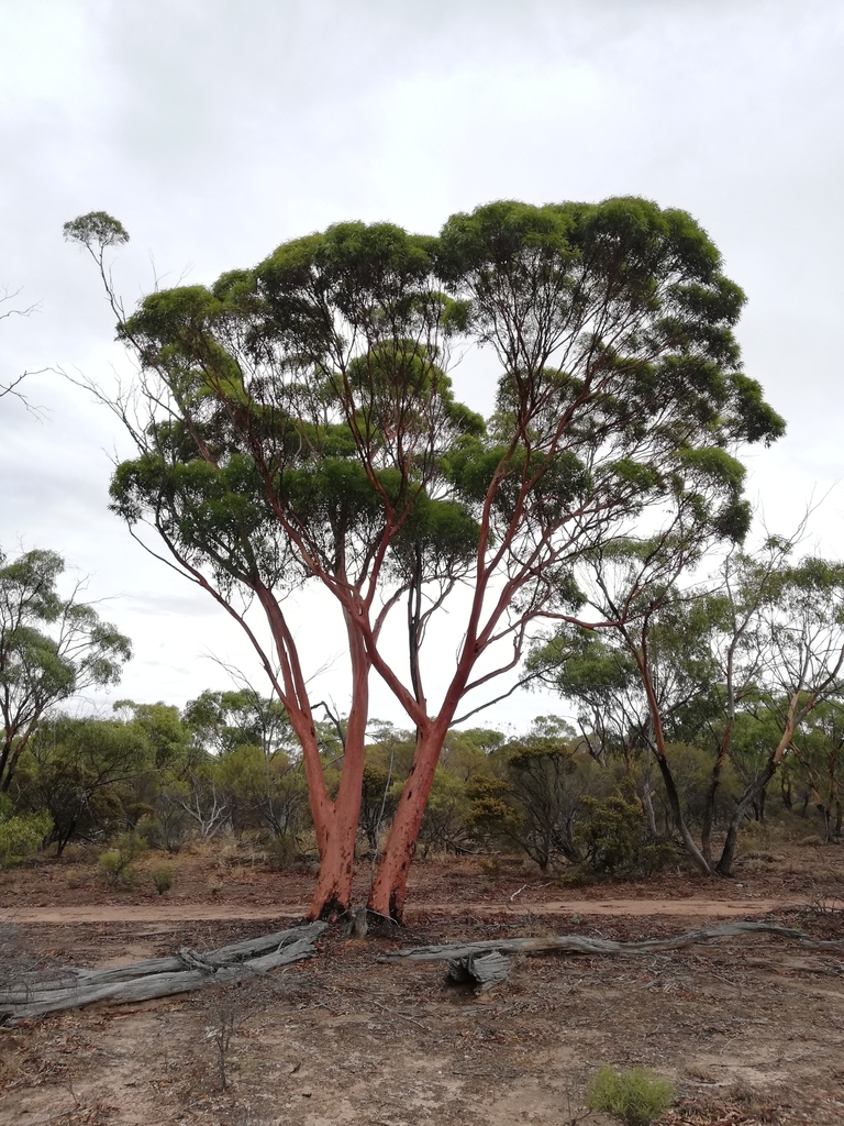 Eucalyptus salubris from Pithara WA 6608, Australia on February 11 ...