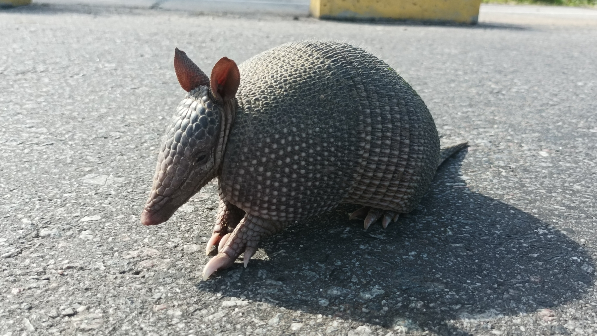 Dasypus septemcinctus Linnaeus, 1758