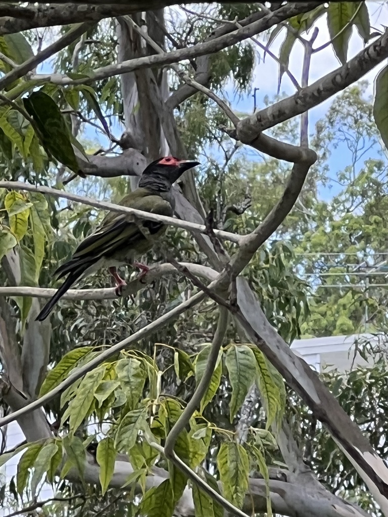 Australasian Figbird from Octantis St, Coorparoo, QLD, AU on February ...